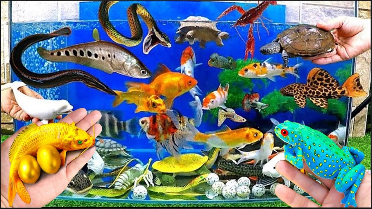 I Found Strange Ornamental Catfish, German Blue Ram, Betta Fish, Guppy ...