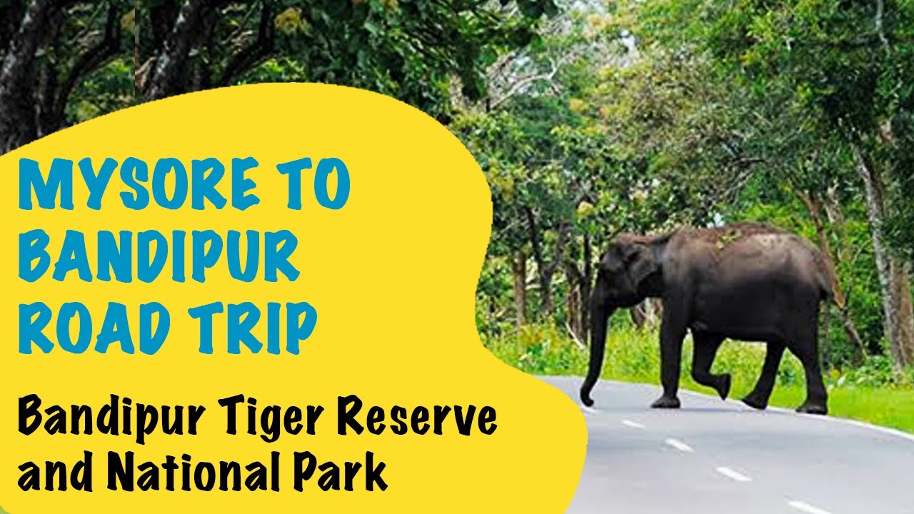 Mysore to bandipur road trip | Bandipur forest drive - YouTube
