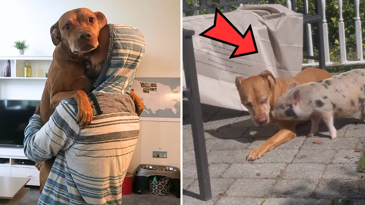 The traumatized dog finds a special companion who helps him overcome ...