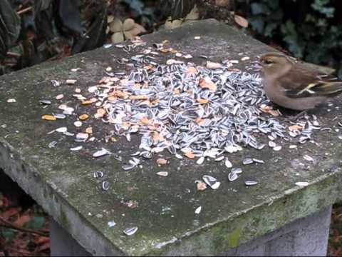 koolmees, vink man vrouw op zuil