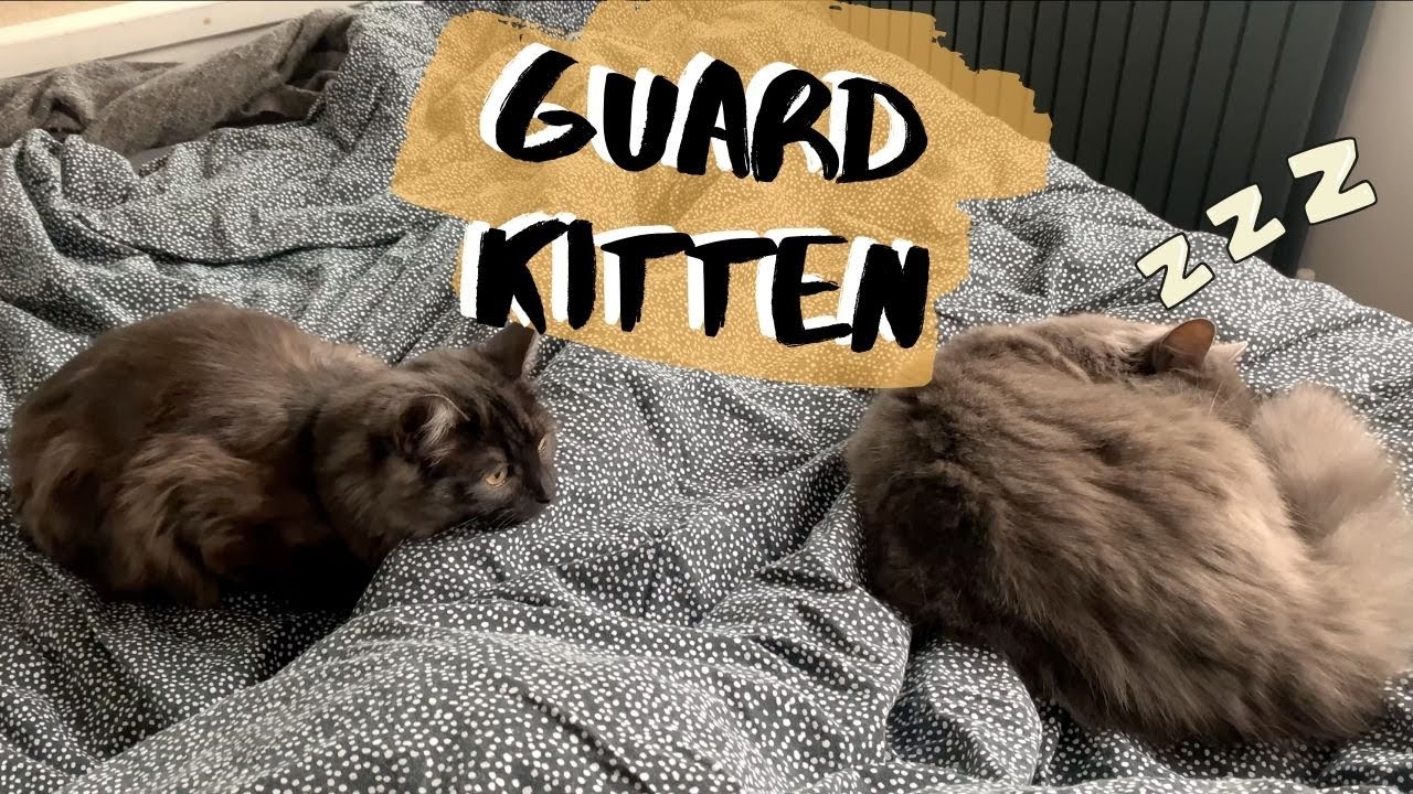 Kitten Guards Cat While She Sleeps - YouTube