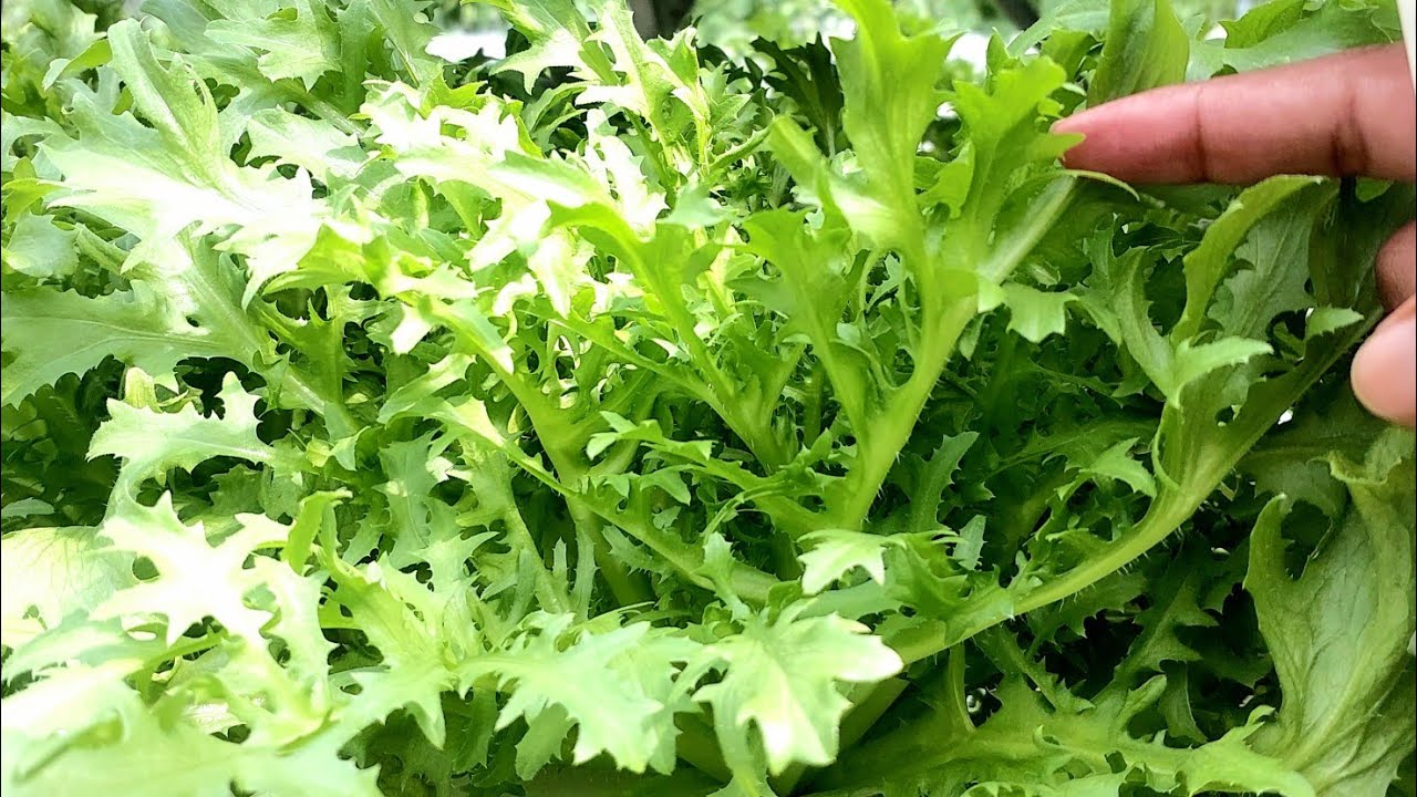 Growing Frisee lettuce in hydrophonic system #lettuce #frisee # ...