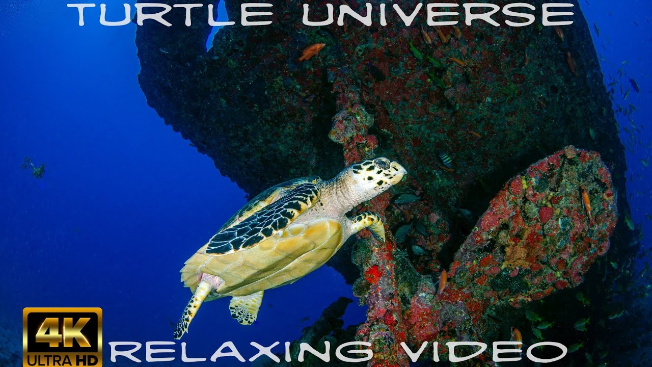 Turtle video| sea turtle video |Relaxing video| Peaceful Universe ...
