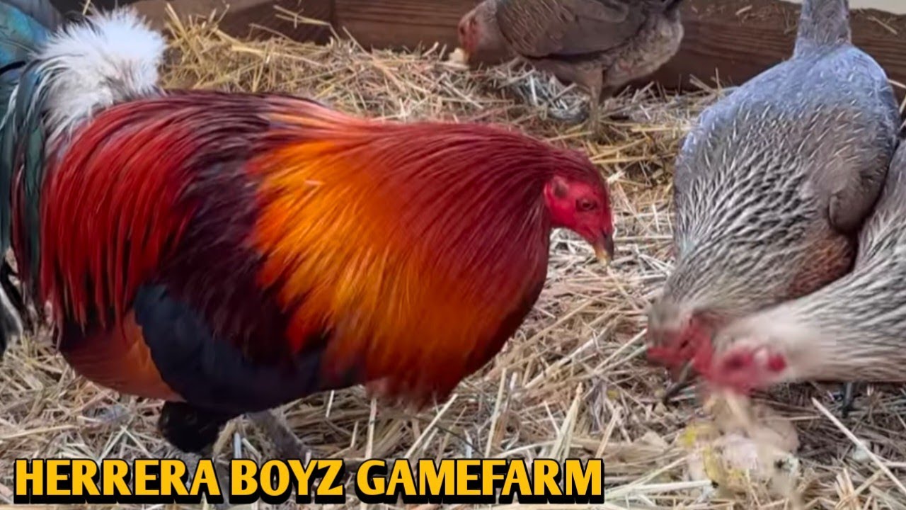 Hatch Grey Kelso - HERRERA BOYZ FARM - YouTube