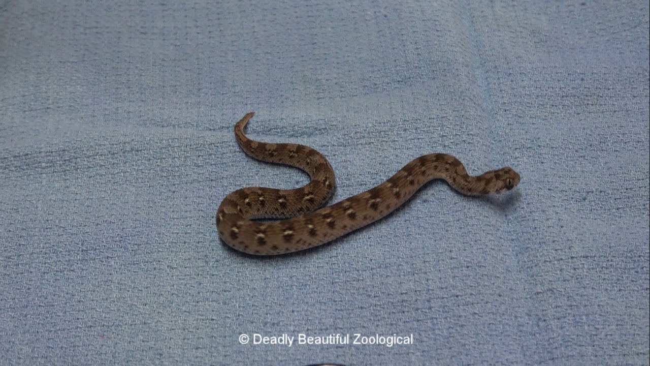 Baby Echis ocellatus Update - YouTube