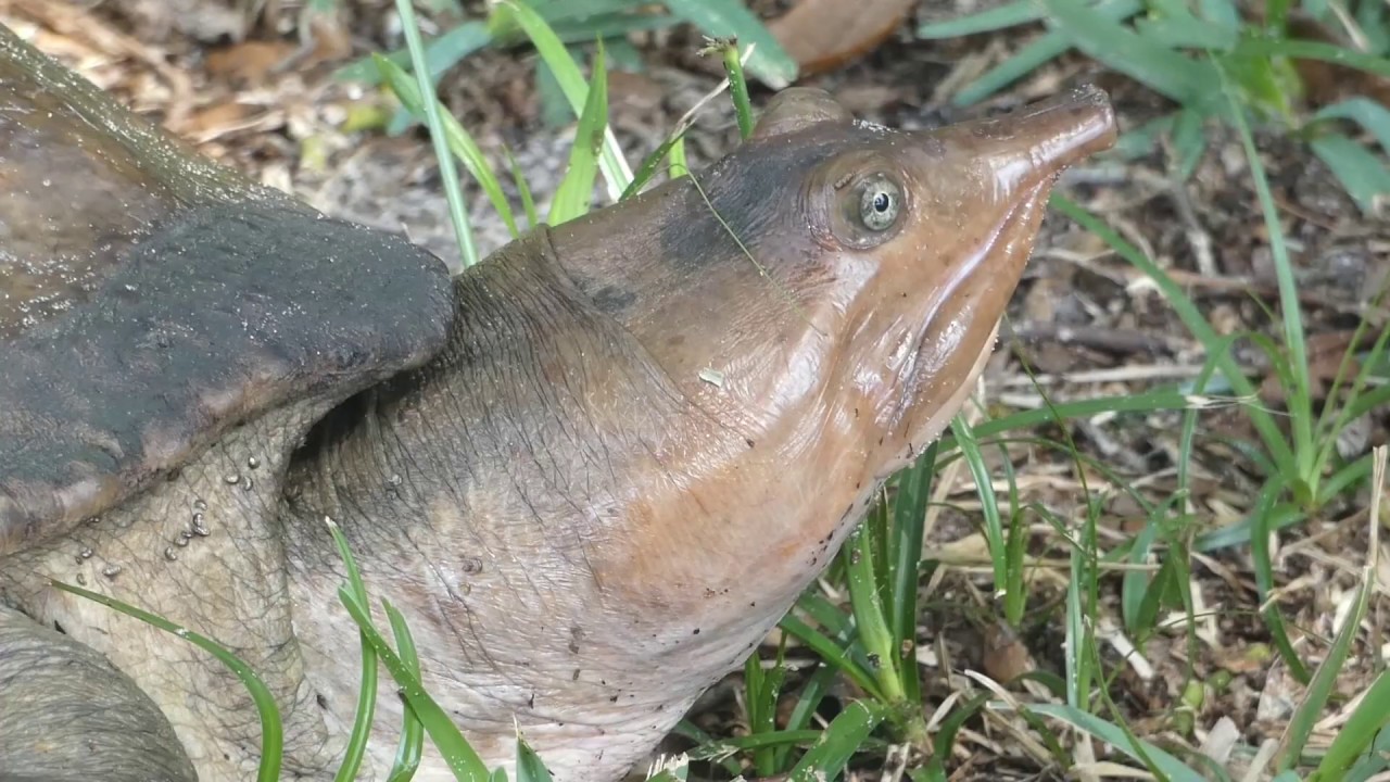 Florida Softshell Turtle - YouTube