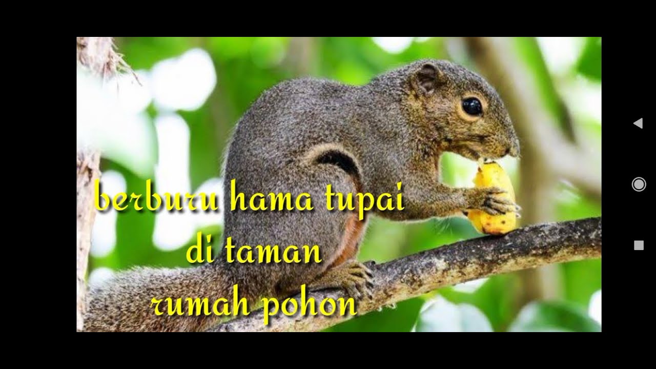 hunting tupai di taman,rumah pohon.. meskipun waktu ny singkat.. tetap ...