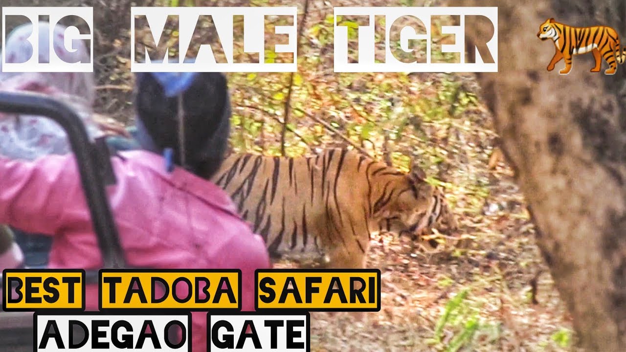 Adegao - Dewada Gate ची जोरदार सफारी || Tadoba Jungle Safari || Big ...