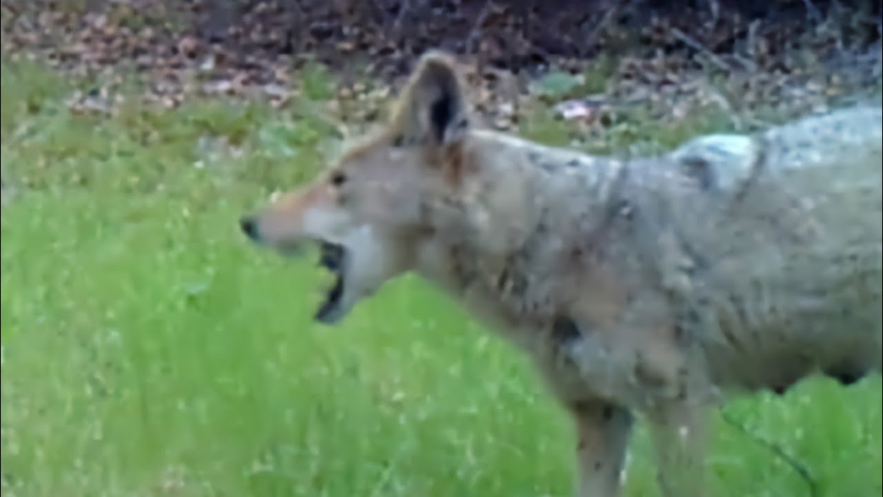 Coyote eating mouse - YouTube