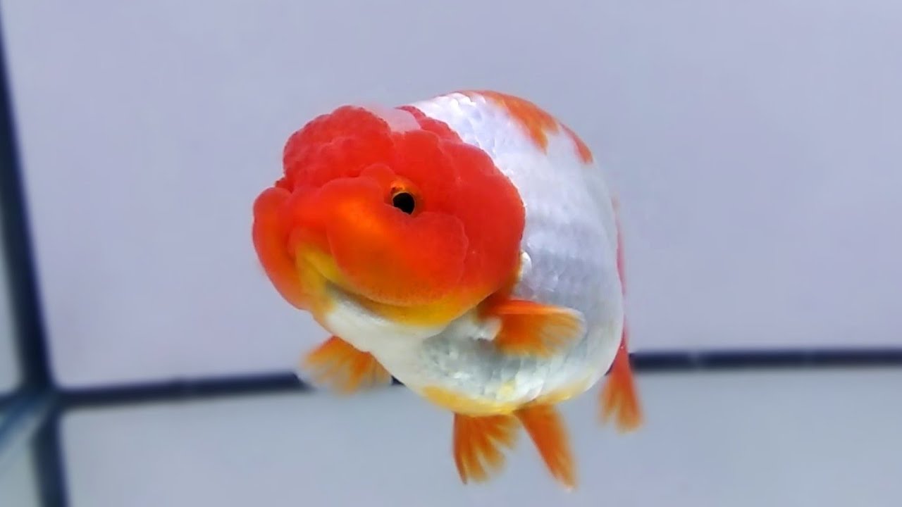 ikan mas koki ranchu hybrid red head red tail - YouTube