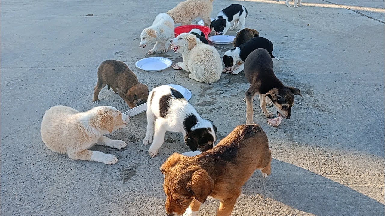 Puppy Fight/ Fighting Puppies/ Funny Puppies Fighting/ Funny Puppies ...