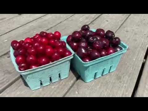 Tart Cherries vs. Sweet Cherries - YouTube