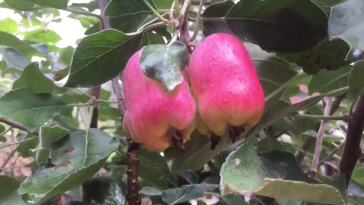 Apel anna berbuah didataran rendah - YouTube