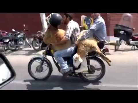 Cow on Motorbike - YouTube