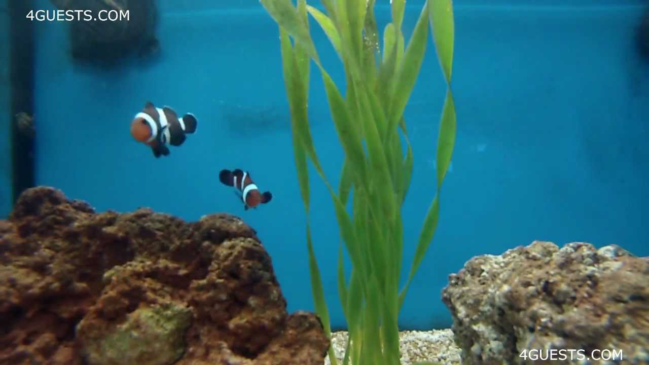 NEMO FISH PAIR ~ CLOWN FISH [HD] - YouTube