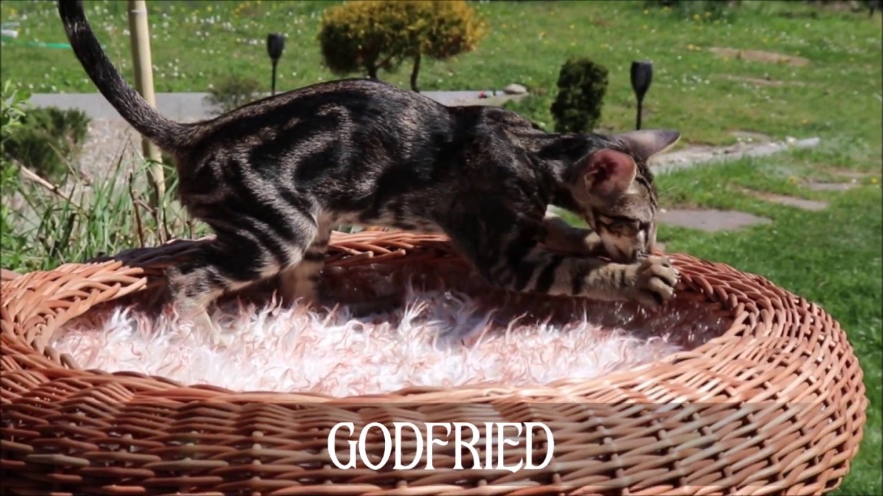 GODFRIED - YouTube