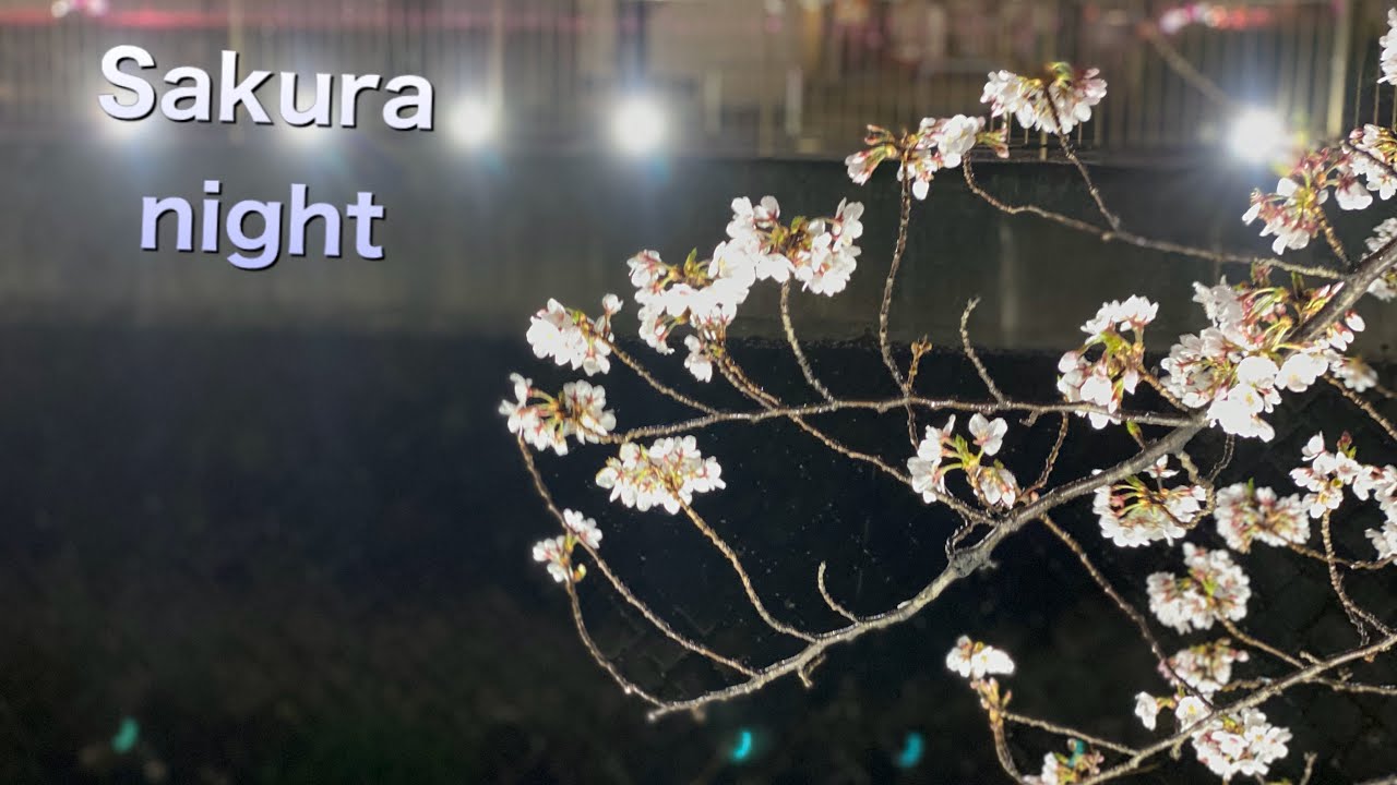 Sakura in Inagi,Tokyo - YouTube