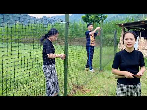 On her day off, Tap helped Chinh finish fencing around her garden