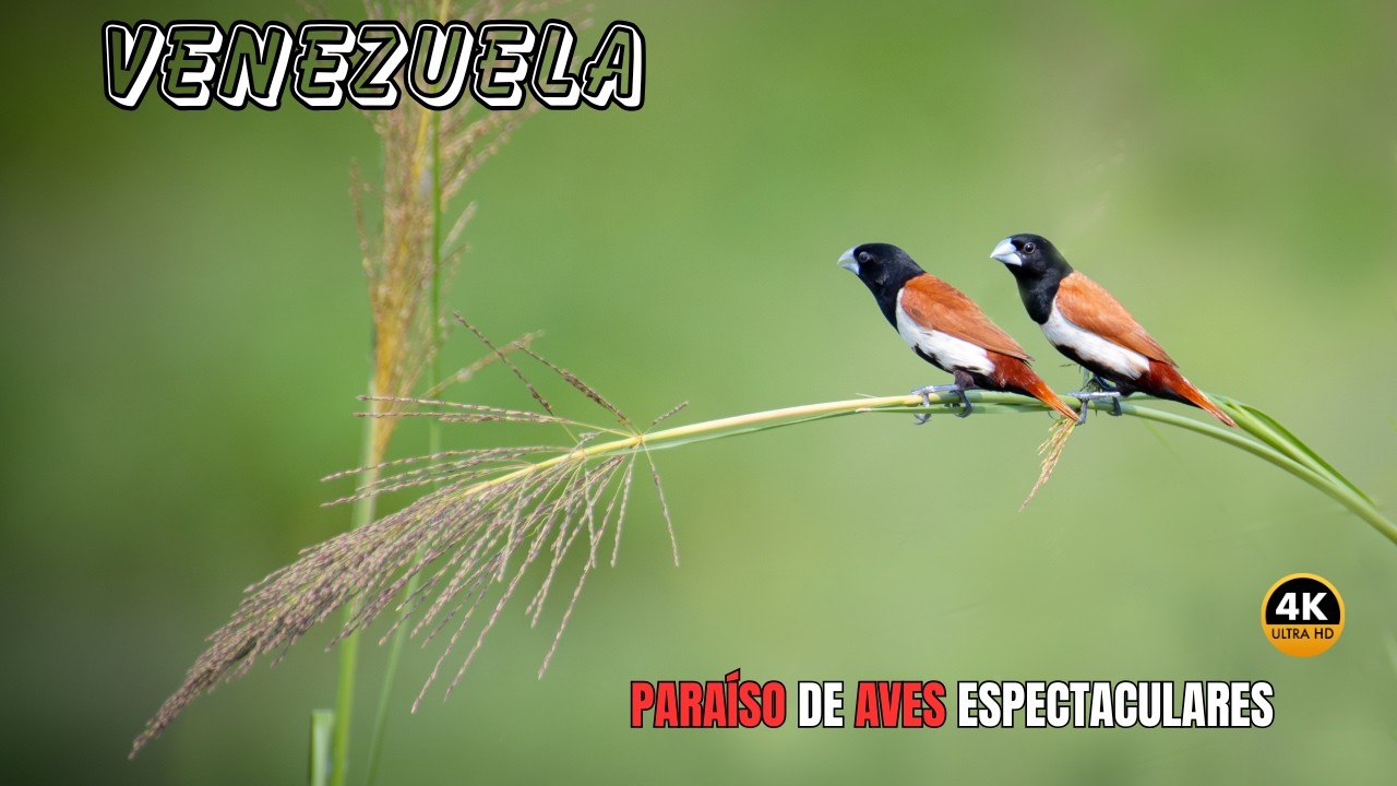 VENEZUELA: Paraíso de AVES Bellas y ESPECTACULARES | DOCUMENTAL ...