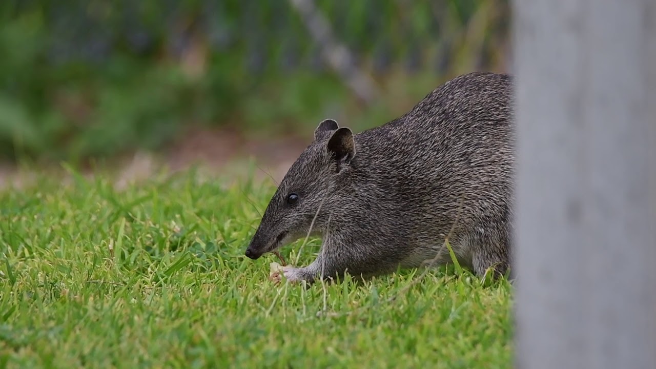Video of a Quenda taken at Iluka, Western Australia - YouTube