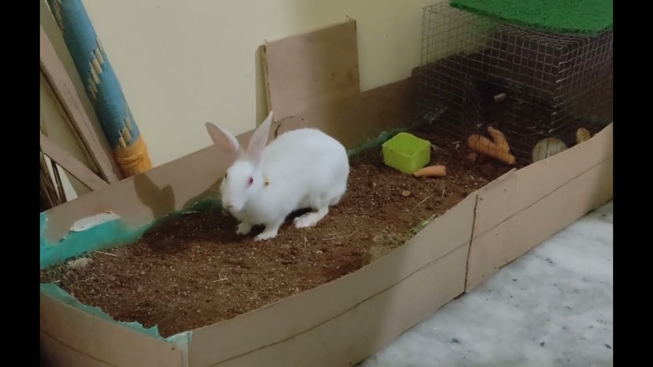 Hoppy Hour: Rabbit 🐰 Solo Playdate😍 - YouTube