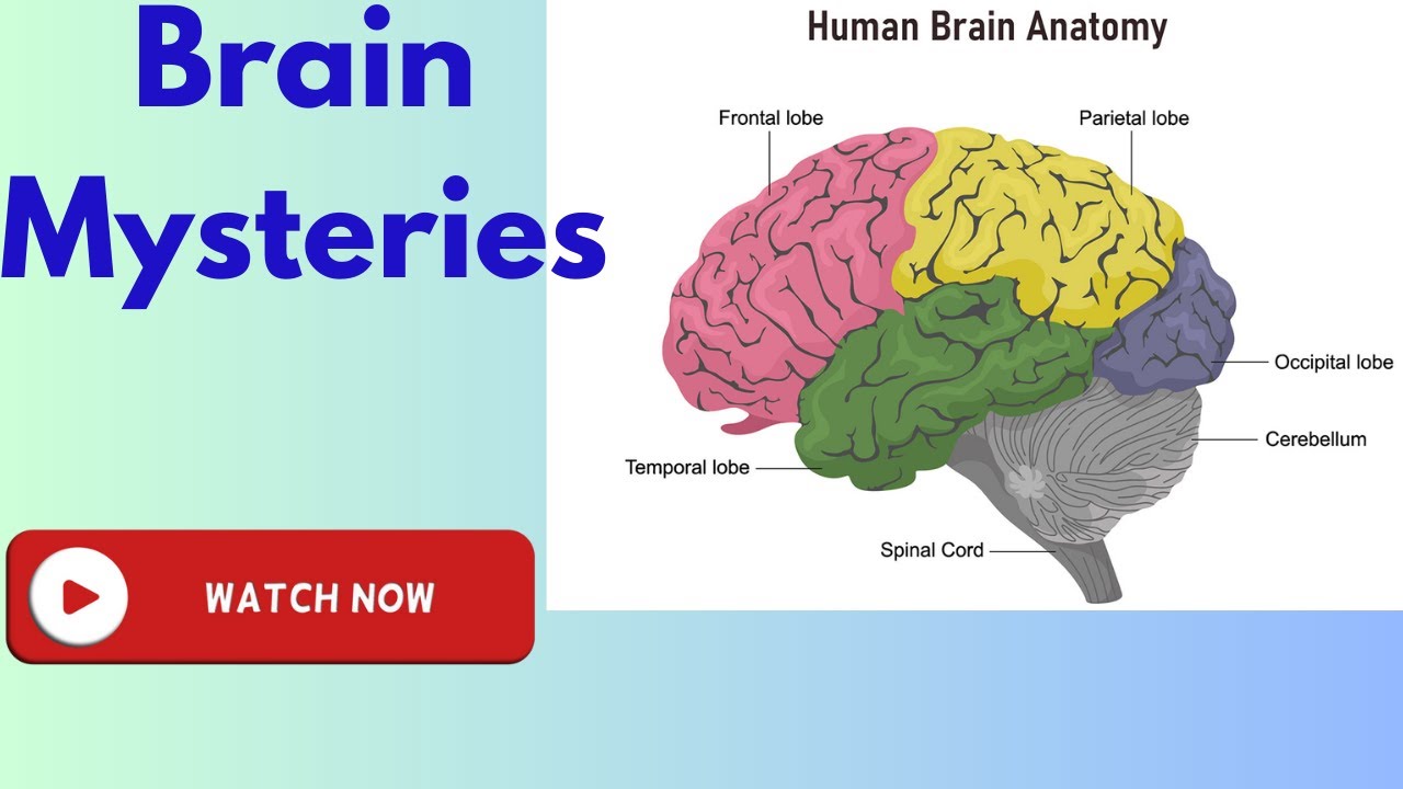 Discover mind-boggling wonders of the human brain - YouTube