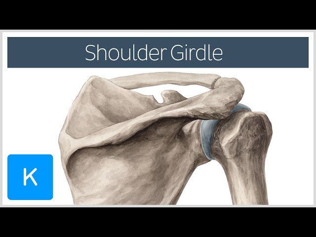 Shoulder Girdle Diagram
