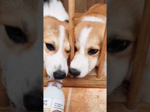 Funny Animals Compilation Videos ,Phone Records Surprise  Don't missed!