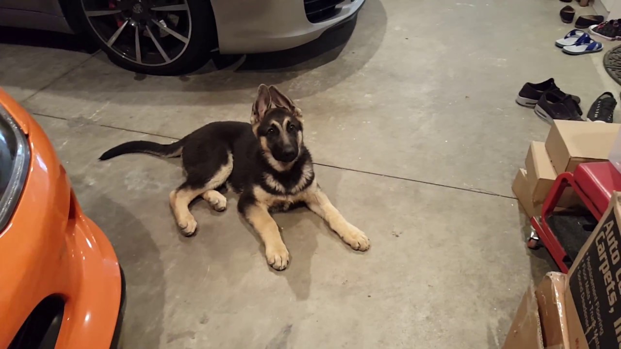 Rocky German Shepherd Dog puppy barking duet - YouTube