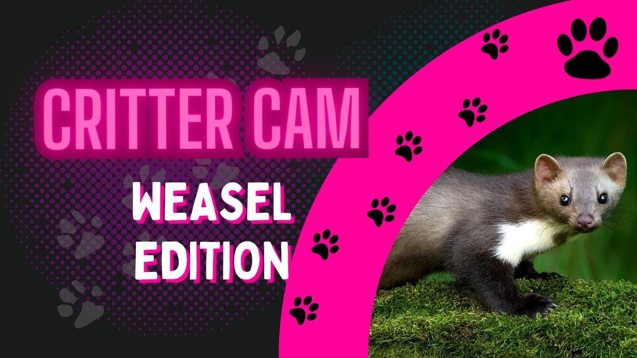 Critter Cam - Weasel Edition 02 - YouTube