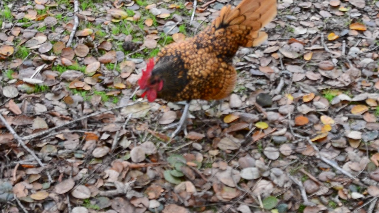 rooster chases me - YouTube