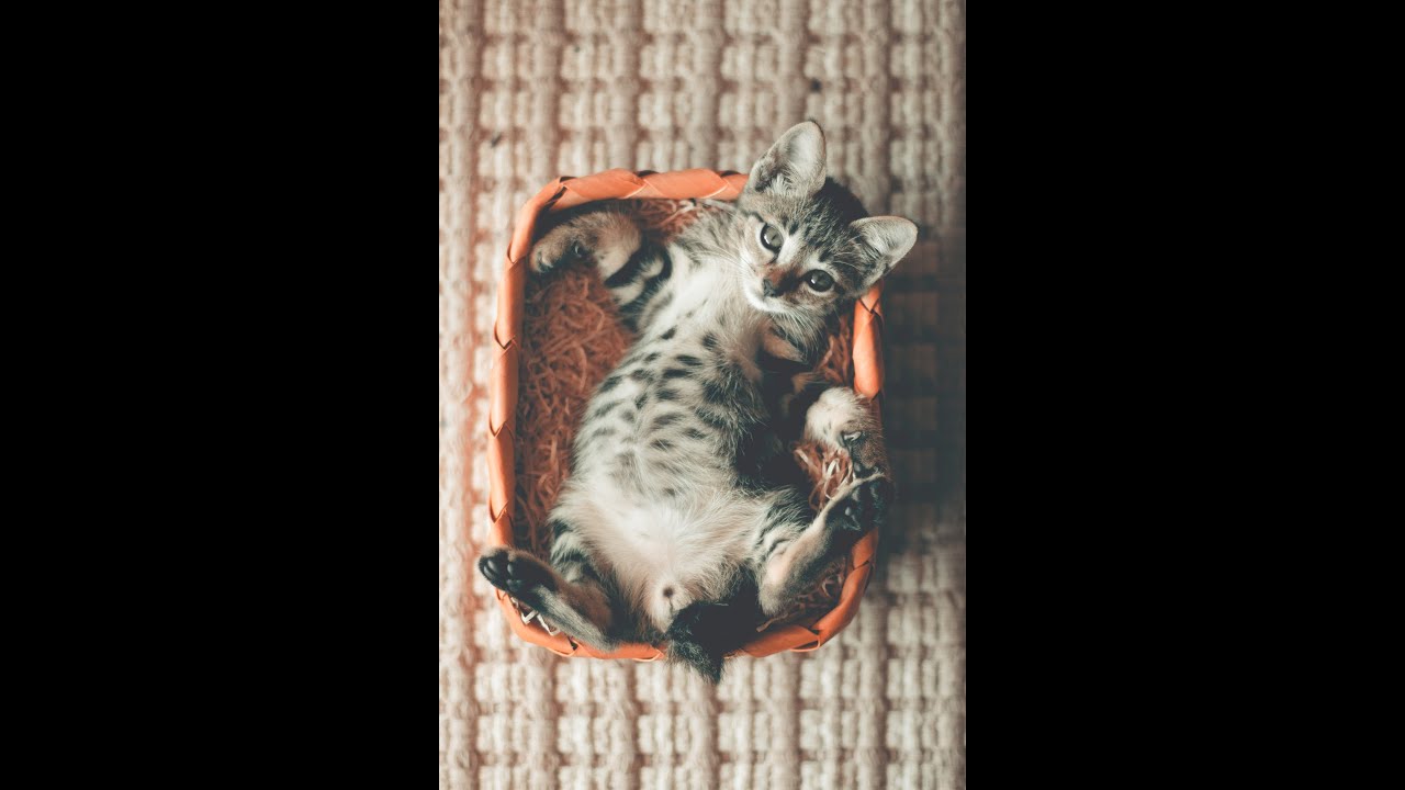 Cat Reaction to Cutting Cake - Funny Dog Cake Reaction - YouTube