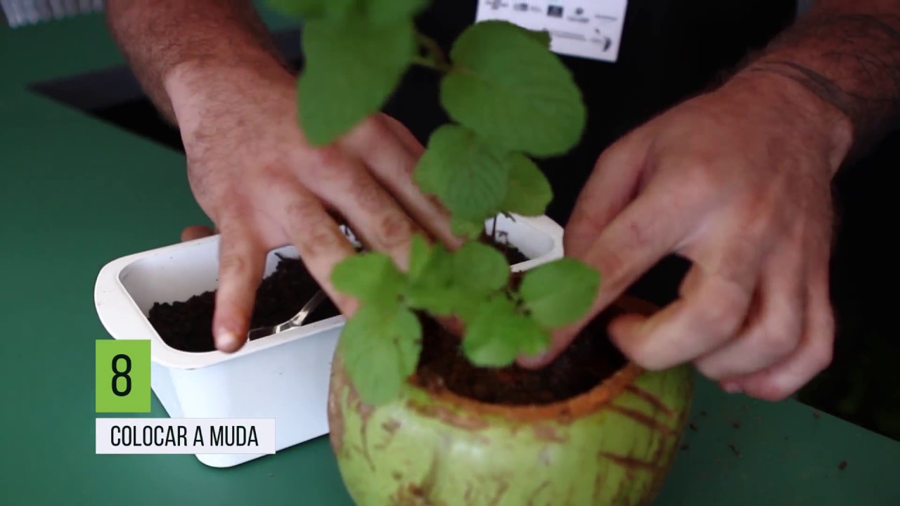 Vaso de Coco Verde - Eco Ideia - YouTube