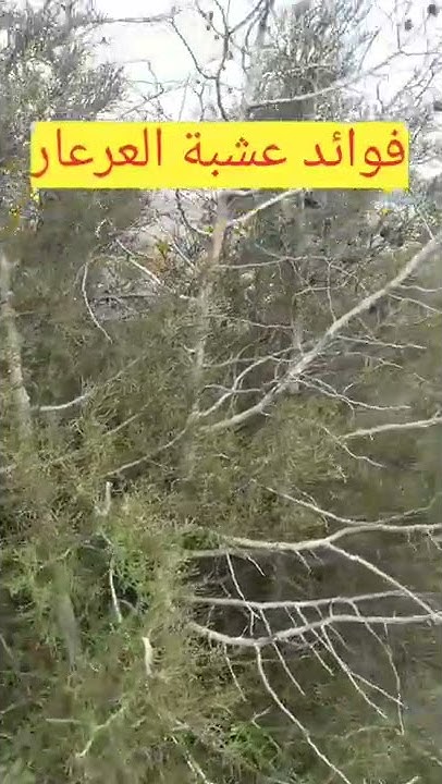 فوائد عشبة العرعار تابع الفديو واستفد Youtube