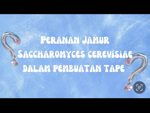 Peranan Jamur Saccharomyces Cerevisiae Dalam Pembuatan Tape (Tugas ...