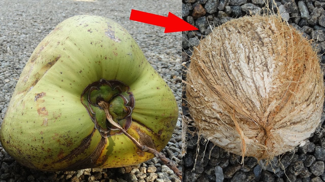 How To Remove The Green Shell From A Coconut Deliciously Coconut YouTube how-to-remove-the-green-shell-from-a-coconut-deliciously-coconut-youtube