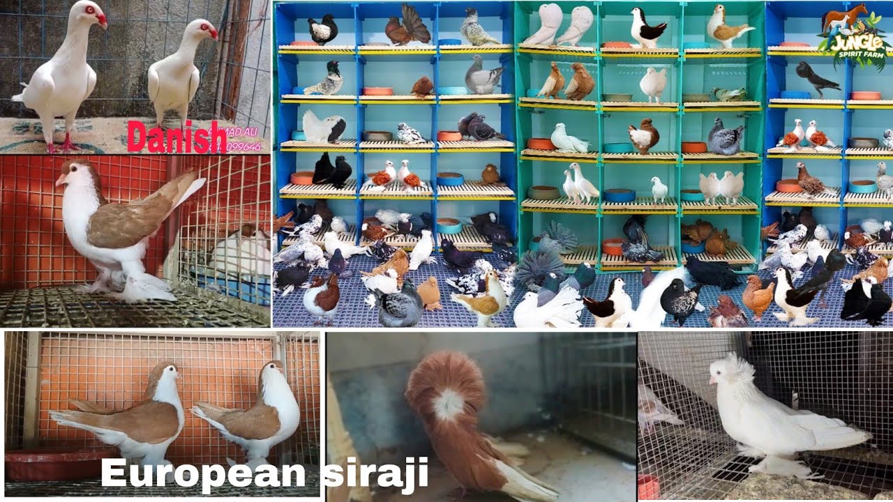 WHITE DANISH TOP QUALITY, HUNGERIAN FEMALE , EUROPEAN LAHORE SIRAJI ...