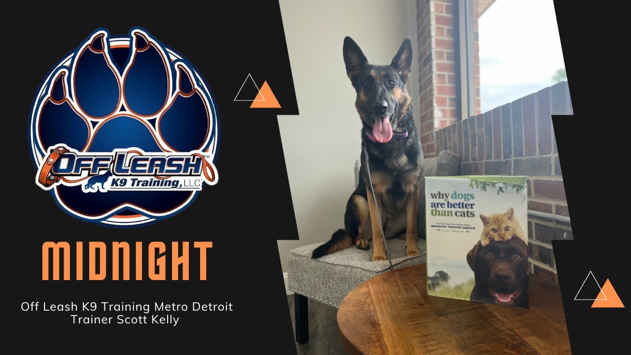 2yo German Shepherd “Midnight” | Amazing Transformation - YouTube