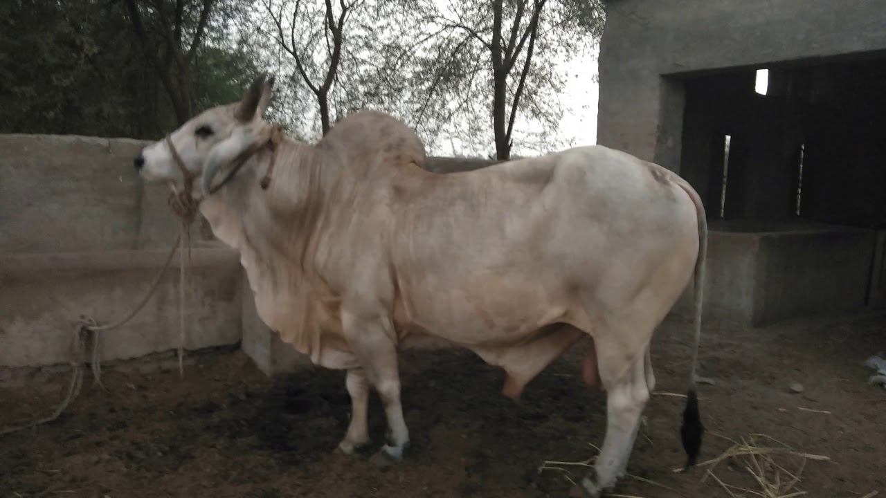 Kamori Goats Red Sindhi Cows Kankrij cows farm visited by ijaz Mastoi ...