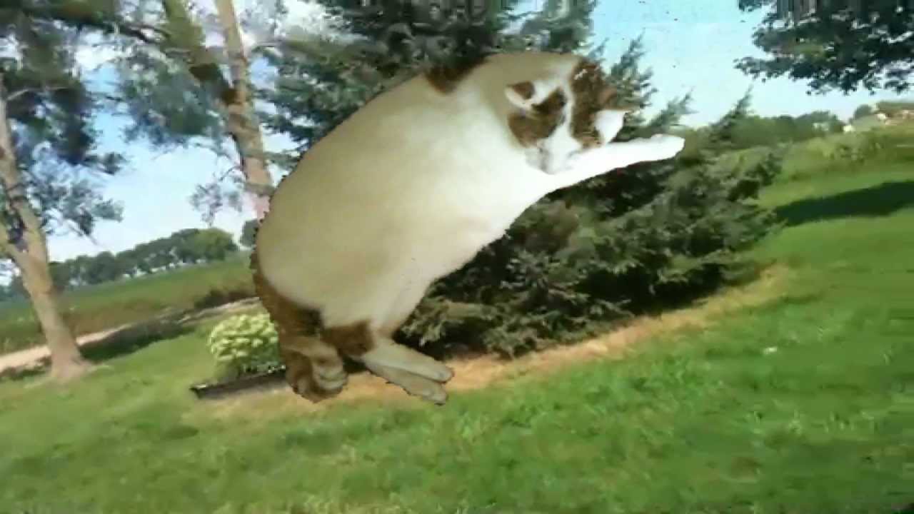 Elmo the flying cat - YouTube