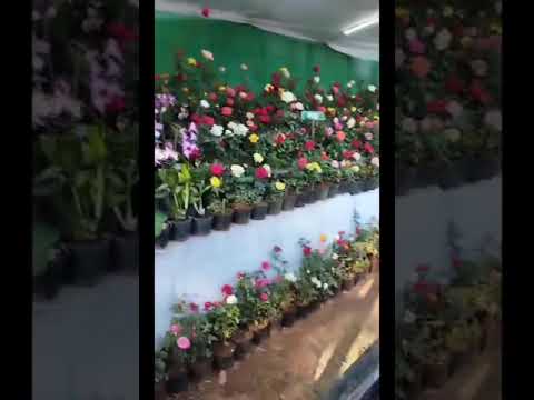 Puducherry Flower festival 🥮🥮🥮🎎🎎🎎 - YouTube