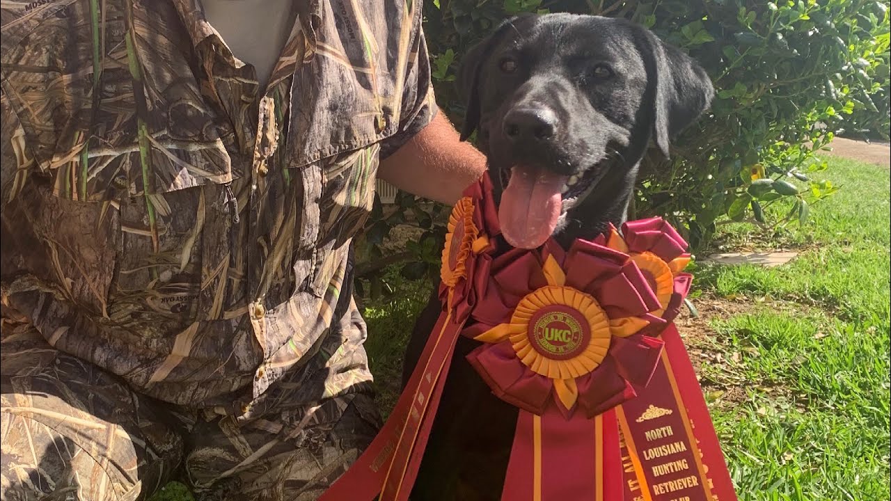 Seasoned Hunt Test TITLE PASS - North Louisiana HRC - YouTube