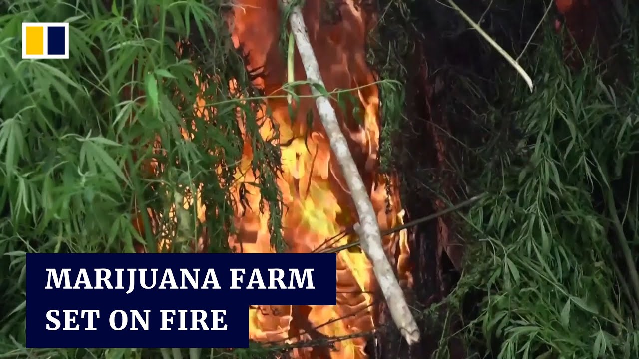 Indonesian police set fire to 11 hectares of marijuana plantation - YouTube