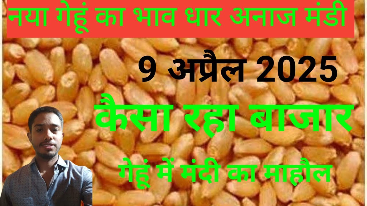 Dhar anaj mandi gehu ka bhav| gehu price today|09/04/2025#dharmandibhav ...