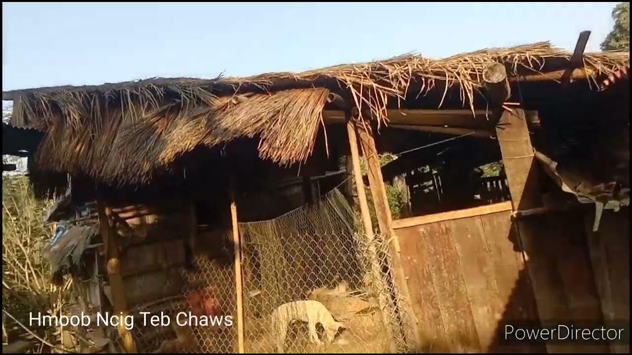 Saib qaib dib qua tsuag 2025 - YouTube