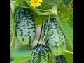 Acur Cucumis flexuosus nedir? nerede yetişir? faydaları nelerdir ...