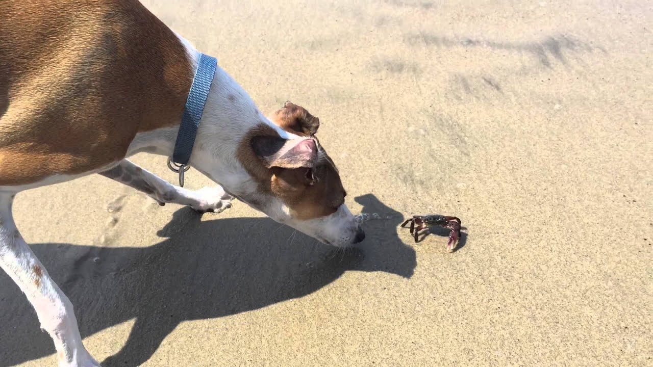Italian Greyhound versus Tiny Angry Crab - YouTube