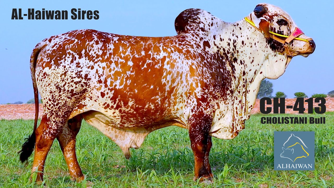 CH-413 | Al-Haiwan Sires Cholistani Bull | Best Semen company in ...