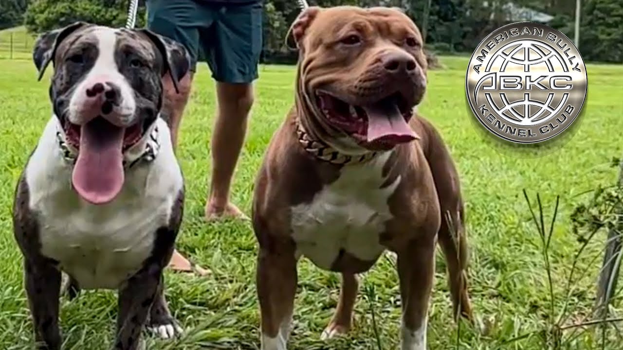 FUI NO CAMPEONATO DE AMERICAN BULLY NA AUSTRALIA - YouTube