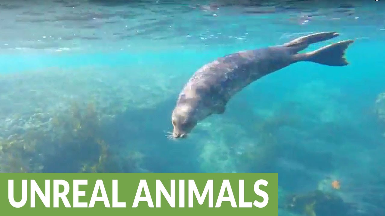 One-eyed baby seal loves to swim with divers - YouTube